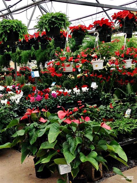 Anthurium A Complete Guide To Growing Anthuriums