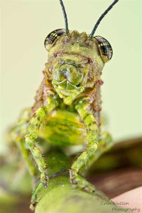 Pin On Get Me That Fly Swatter Fassssssssst