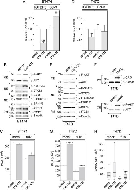 Stromal Cells Promote Anti Estrogen Resistance Of Breast Cancer Cells