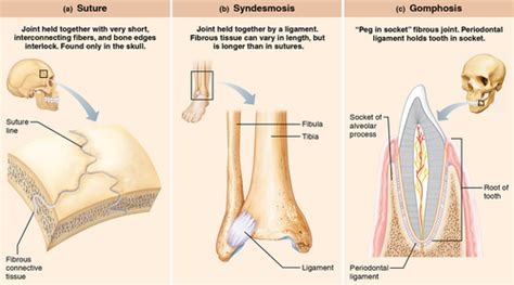 Anatomy Chapter 8 Articular System Flashcards Quizlet