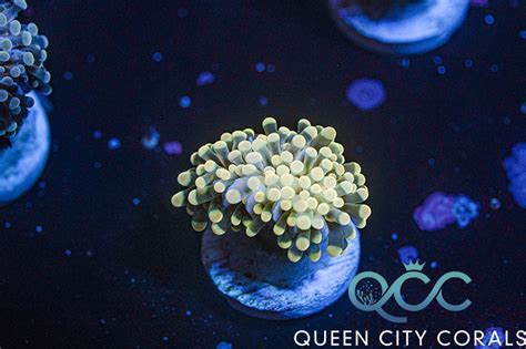 Yellow Tip Cristata Torch Wysiwyg Queen City Corals