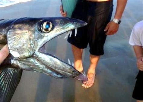 Lancetfish Ocean Treasures Memorial Library