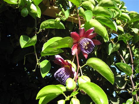 Plantfiles Pictures Passiflora Passion Flower Passion Vine Ruby