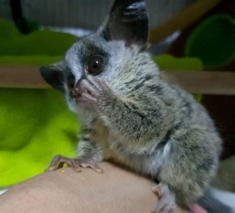 Bush Babies For Sale – Greenfield Exotic Pets and Tortoises For Sale
