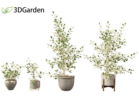 Ficus Triangularis Variegata Variegated Dwarf Triangle Fig 3d Model