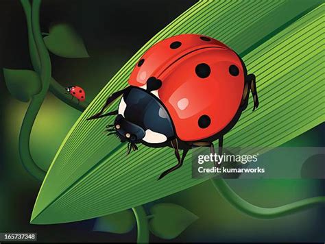 Ladybug Without Spots Photos And Premium High Res Pictures Getty Images