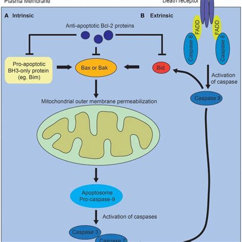 Diagram Of Intrinsic And Extrinsic Pathways Of Apoptosis A In The