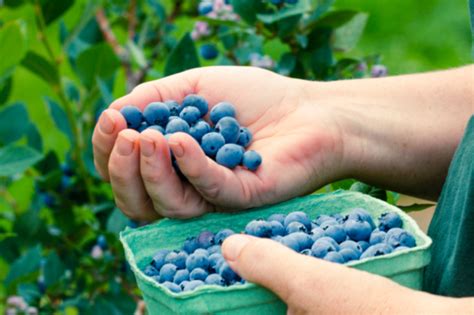 Heidelbeeren düngen Womit und wann