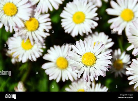 Margeriten hi-res stock photography and images - Alamy