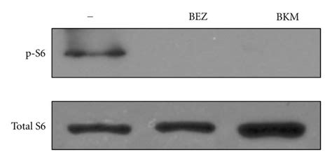 Mouse Sarcoma Cell Line 4515 Treated With Bez235 And Bkm120 Cells Were Download Scientific