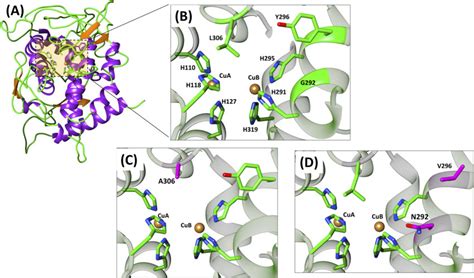 A Ribbon Representation Of Overall Ttppo Structural Model The Active