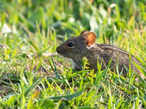 Closeup Of A Small Field Mouse Amongst Grass Stock Image Image Of