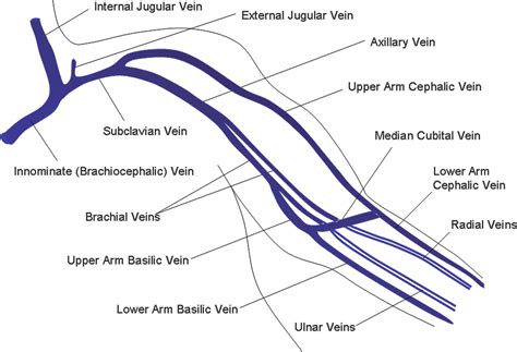 Venous Anatomy Upper Extremity The Superficial Veins Of The Upper Limb