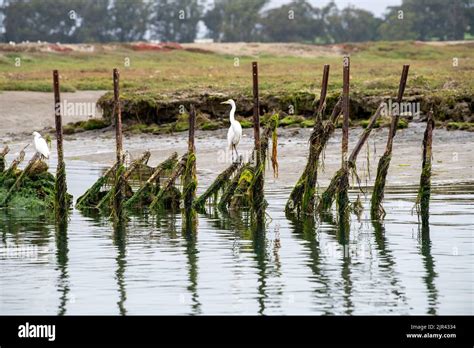 Reflections In The Elkhorn Slough Moss Landing California 2022 Stock