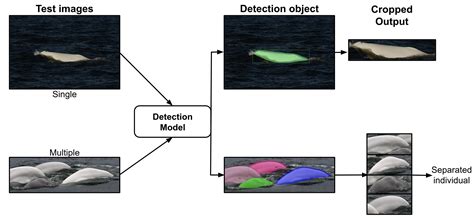 Beluga Whale Diagram