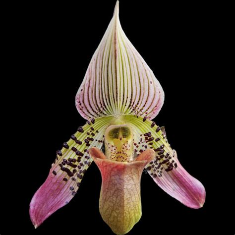 Paphiopedilum Dr Bills Orchids Llc