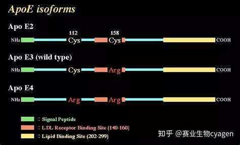 阿尔茨海默病致病基因之apoe 知乎
