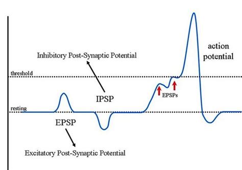 Action Potential Flashcards Quizlet