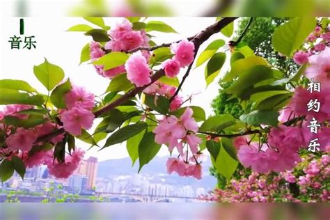 一首dj情歌《今夜我无法去入睡》句句走心，声声催泪，听哭痴情人