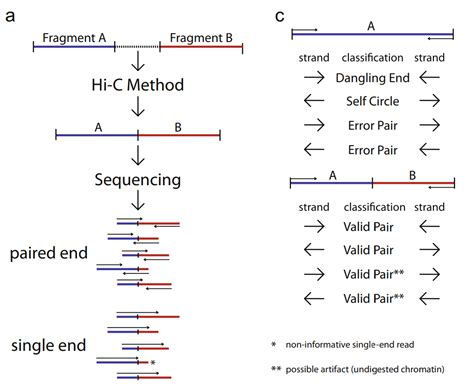 Analysis Of Hi C And Capture C Data Using Hic Pro — Hemtools Latest
