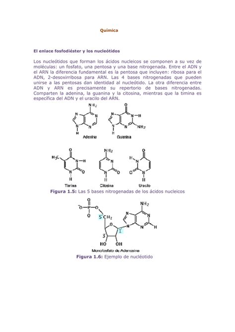 Quimica Nueve El Enlace Fosfodiester Y Los