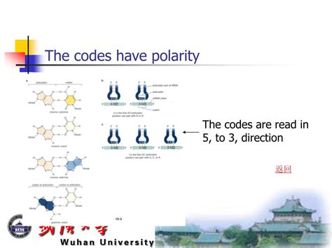 Ppt The Genetic Code Powerpoint Presentation Free Download Id3259880