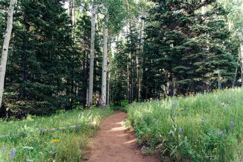 Hiking The Aspen Nature Loop In Flagstaff Karabou Adventures