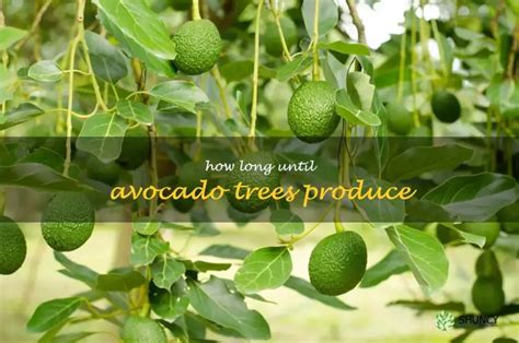 When Will Your Avocado Tree Bear Fruit Understanding The Growth