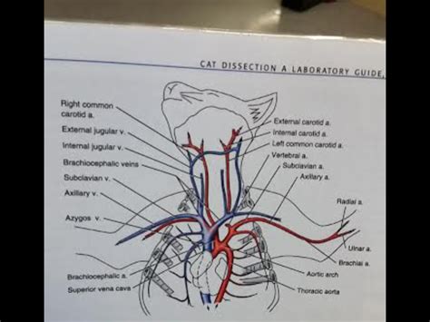 Cat Circulation System Diagram Lower Circulatory Cram Flashc