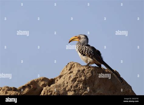 Südlicher Gelbschnabeltoko Southern yellow billed hornbill Tockus leucomelas Stock Photo Alamy