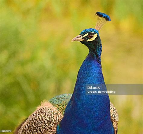 Beautiful Blue Male Peacock Peafowl Bird Outdoors East Angila Stock
