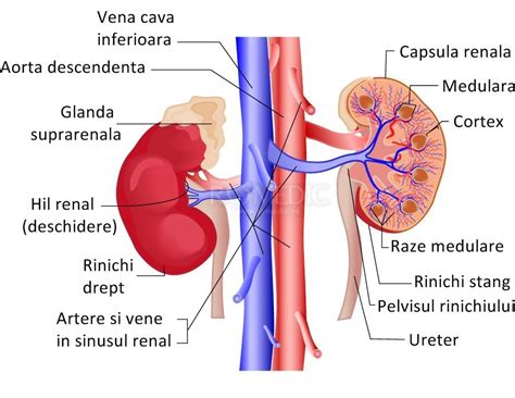 Chist Renal Chisturi La Rinichi