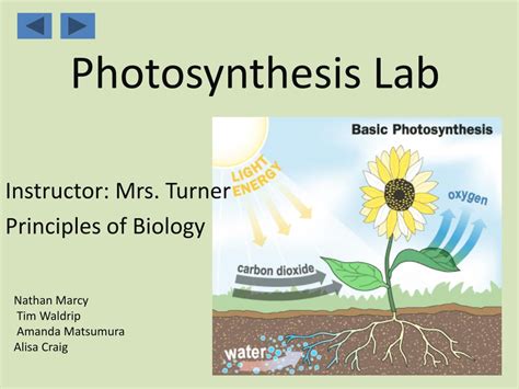 Ppt Photosynthesis Lab Powerpoint Presentation Free Download Id209974
