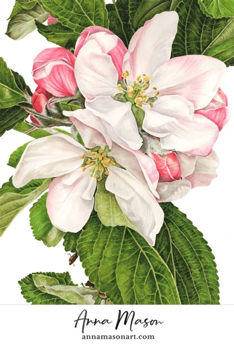 Apple Blossom James Grieve Nature Studio