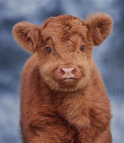 Highland Cattle Calf Cuteness Overload R Aww