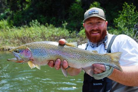 Montana Fly Fishing Hatches Montana Trout Outfitters