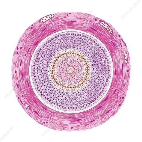 Transverse Section Of Hair Follicle Stock Image C0200287 Science
