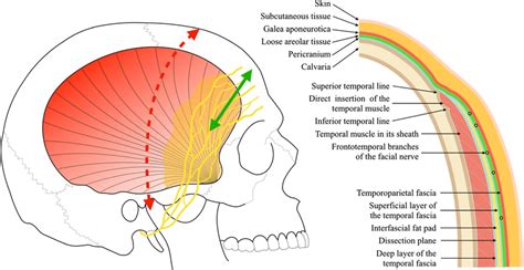 Anatomy Of The Temporal Region At Left Right Sided View Of The