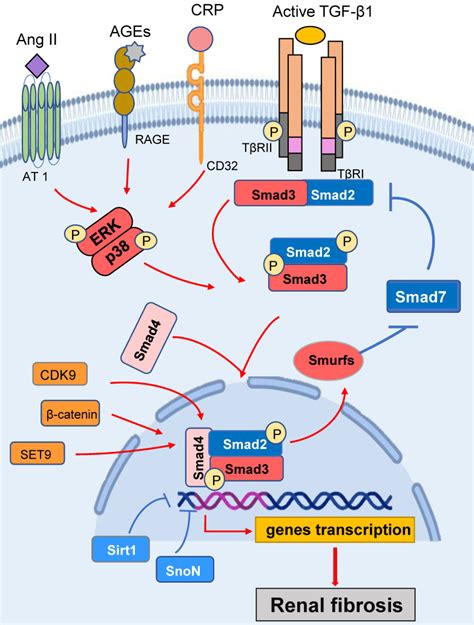 Smad3 Signatures In Renal Inflammation And Fibrosis Abstract