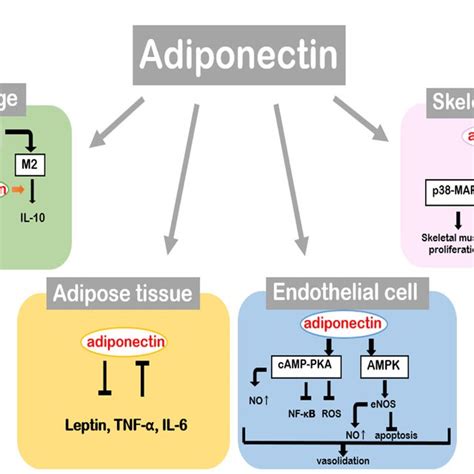 Physiological Roles Of Adiponectin In The Main Tissues Download