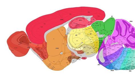 Neuroscience Brain Map