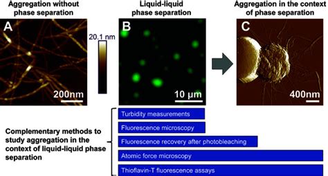 Studying Protein Aggregation In The Context Of Liquid Liquid Phase