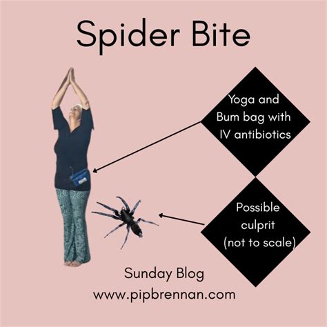 Spider Bite Pipbrennan