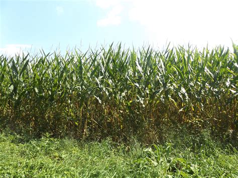 Lower Milford Township