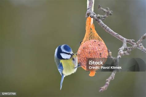 습지 Tit 앉아 고 먹는 에 우지 공 와 씨앗 에 겨울 구에 대한 스톡 사진 및 기타 이미지 구 새 먹이기 Istock