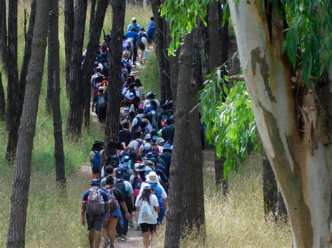 Necochea Será Sede Del Campamento Nacional De Scouts “punto Sur