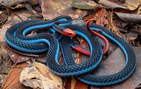 Racunnya 6 Kali Lebih Mematikan Dari Ular Kobra Inilah Fakta Unik Ular Cabe Si Kecil Yang