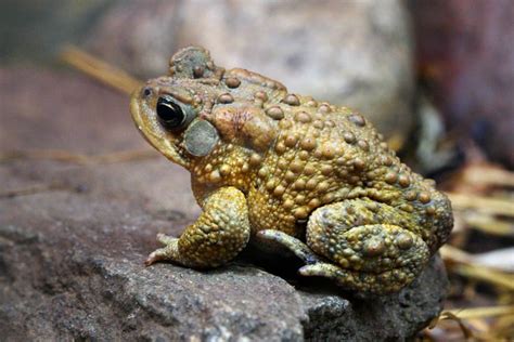 Toad Legs Toad Frog And Toad Amphibians