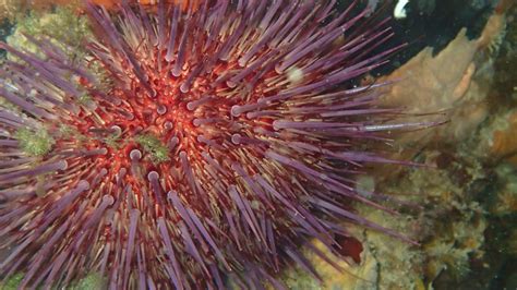 Echinoderms Purple Sea Urchin Barwon Bluff