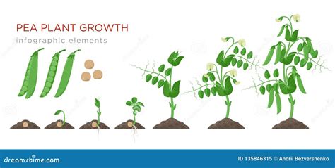 在平的设计的豌豆植物生长阶段infographic元素 豌豆的种植过程从种子的发芽对成熟 向量例证 插画 包括有 耕种 培养